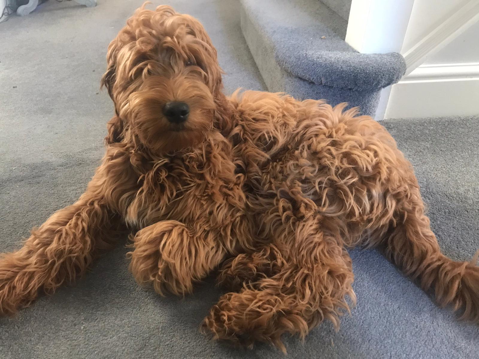 Puppies from our previous F1 miniature Irish Doodle litters – Budleigh ...