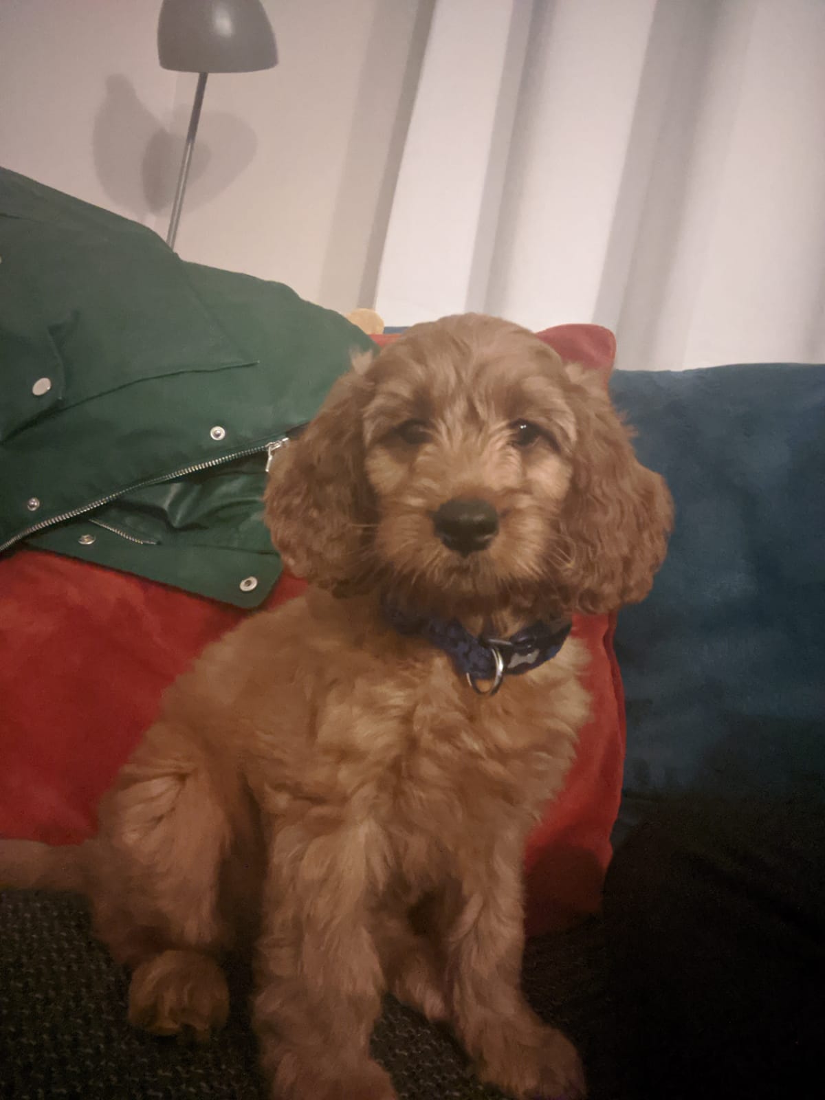 Puppies from our previous F1 miniature Irish Doodle litters – Budleigh ...