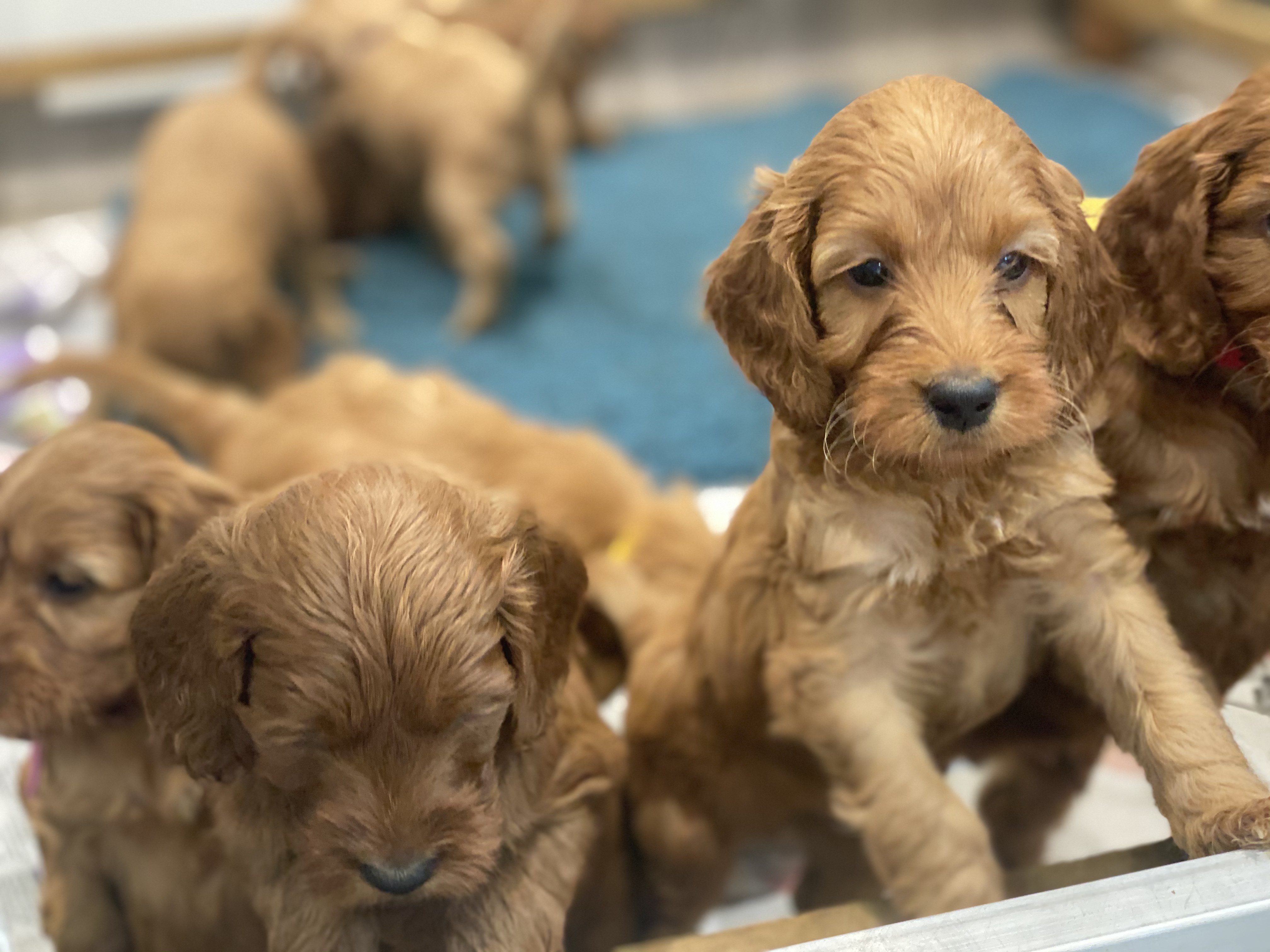 Previous litters – Budleigh Doodles