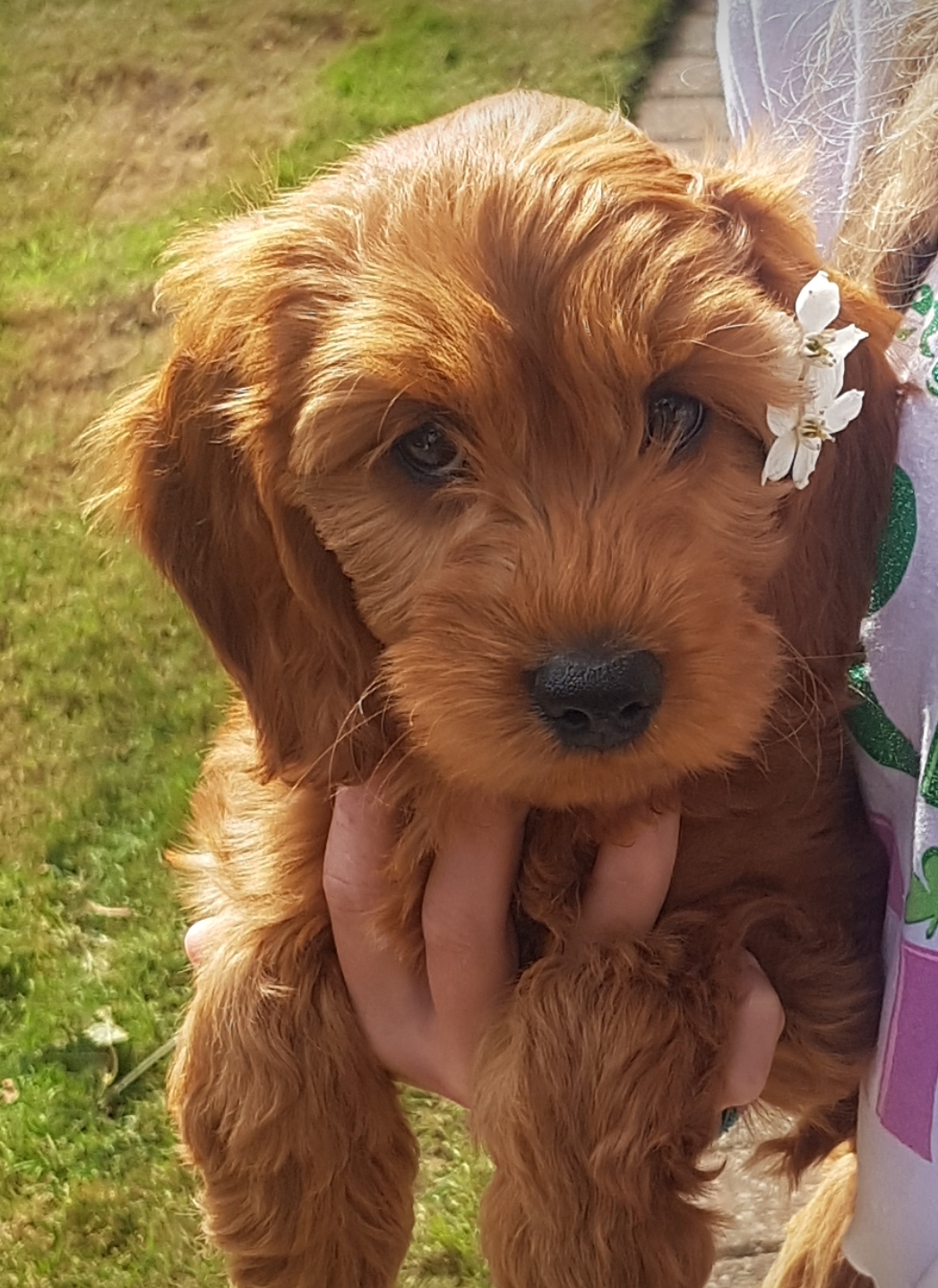 Puppies from our previous F1 miniature Irish Doodle litters – Budleigh ...