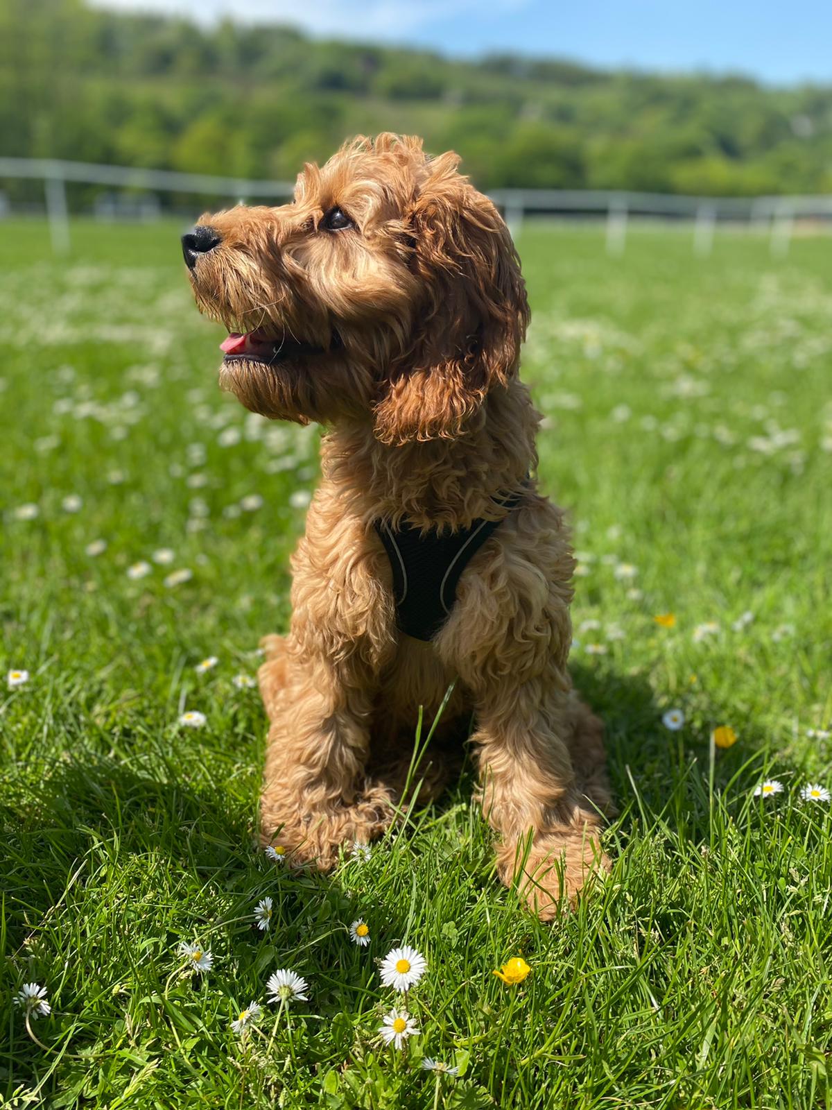 Puppies from our previous F1b miniature Irish Doodle litters – Budleigh ...