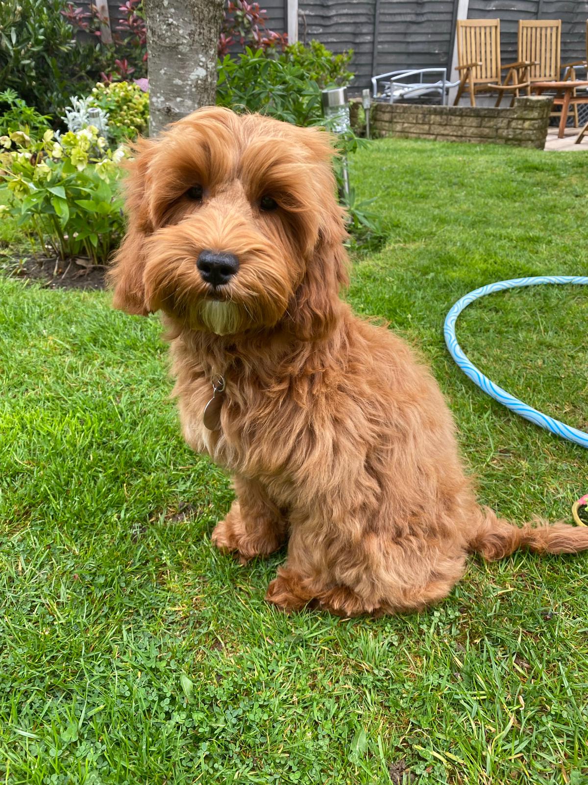Puppies from our previous F1b miniature Irish Doodle litters – Budleigh ...