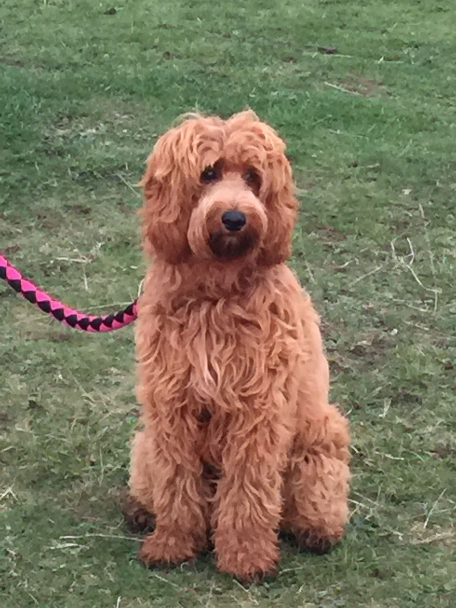 Puppies from our previous F1 miniature Irish Doodle litters – Budleigh ...