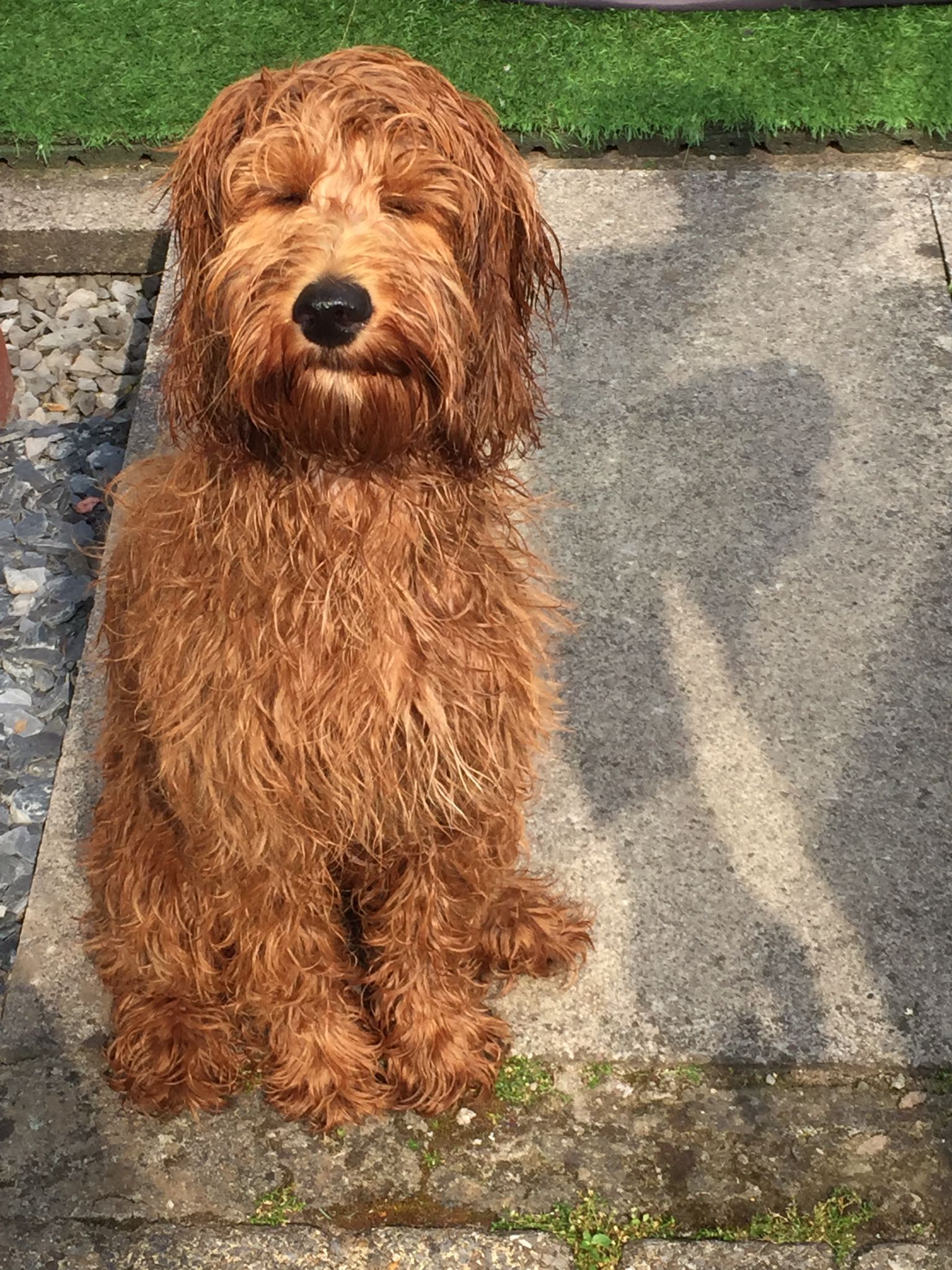 Puppies from our previous F1 miniature Irish Doodle litters – Budleigh ...