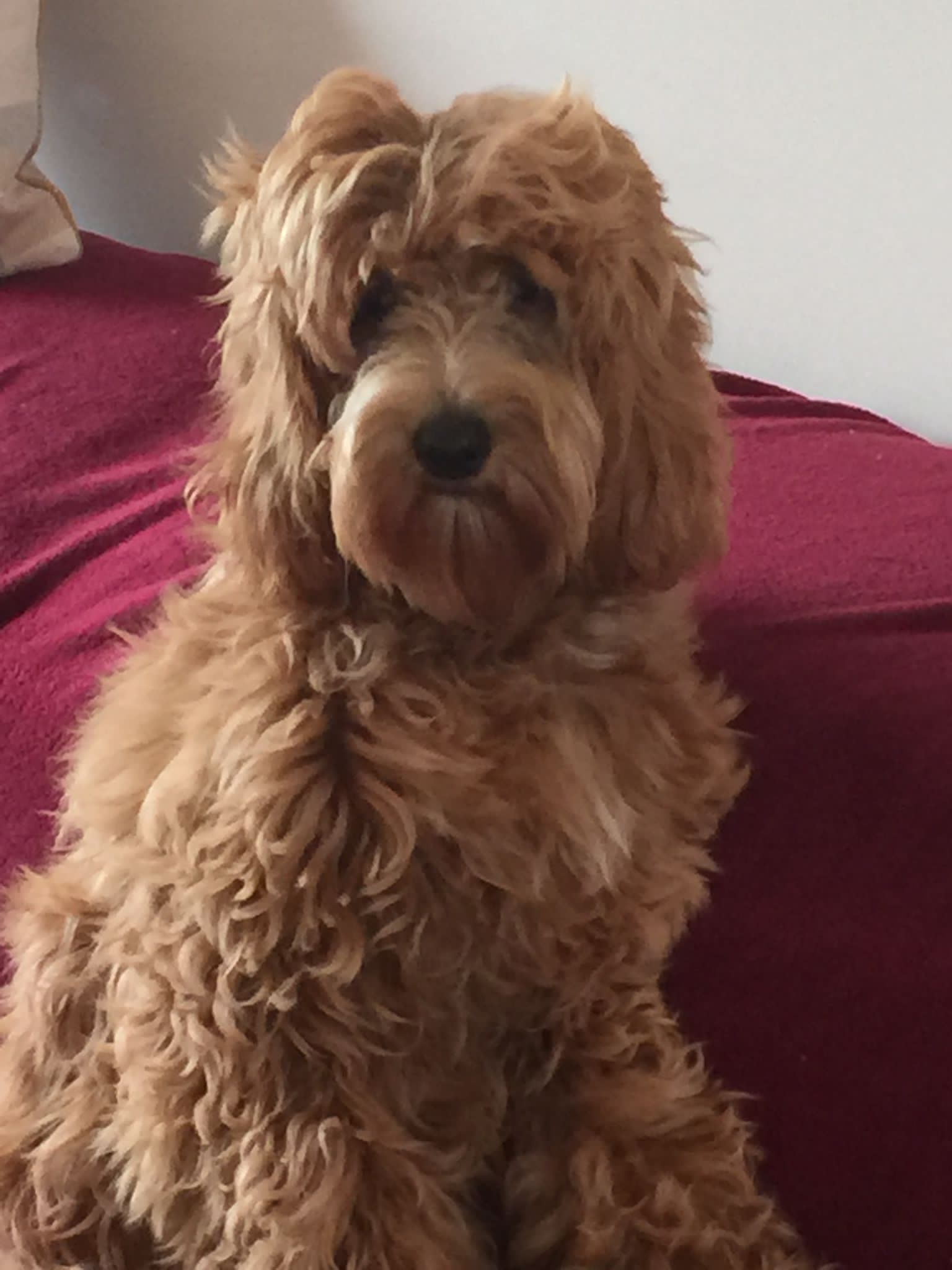 Puppies from our previous F1 miniature Irish Doodle litters – Budleigh ...