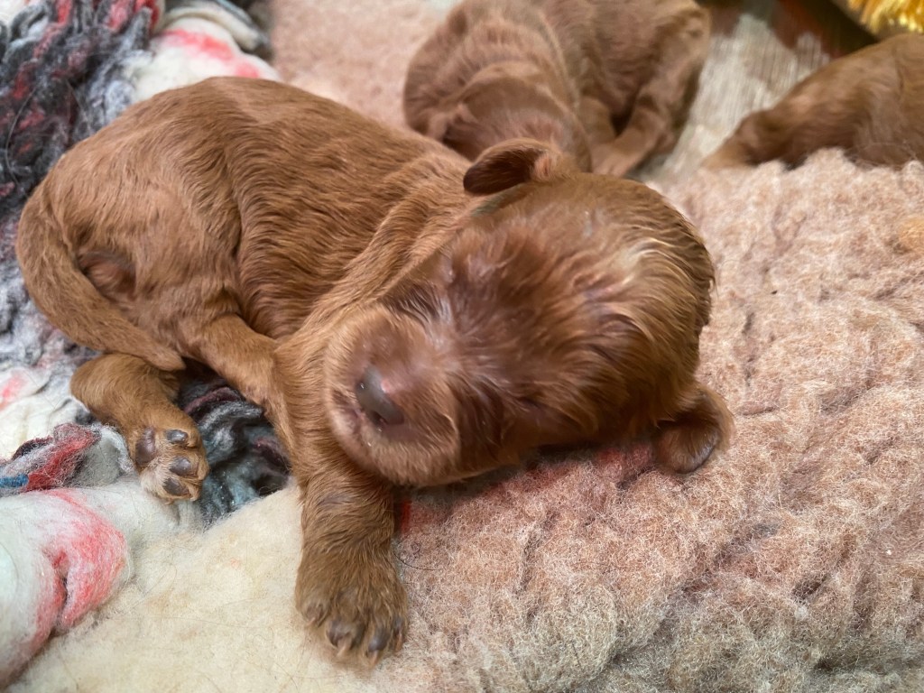 Previous litters – Budleigh Doodles
