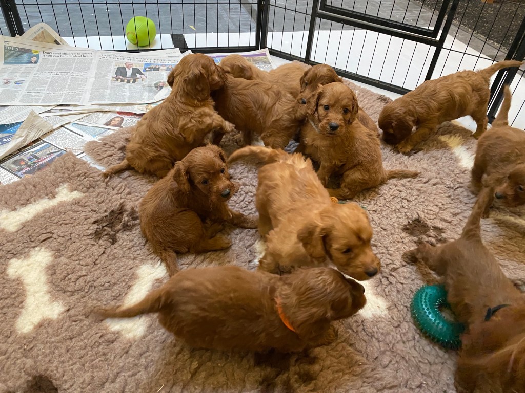Previous litters – Budleigh Doodles