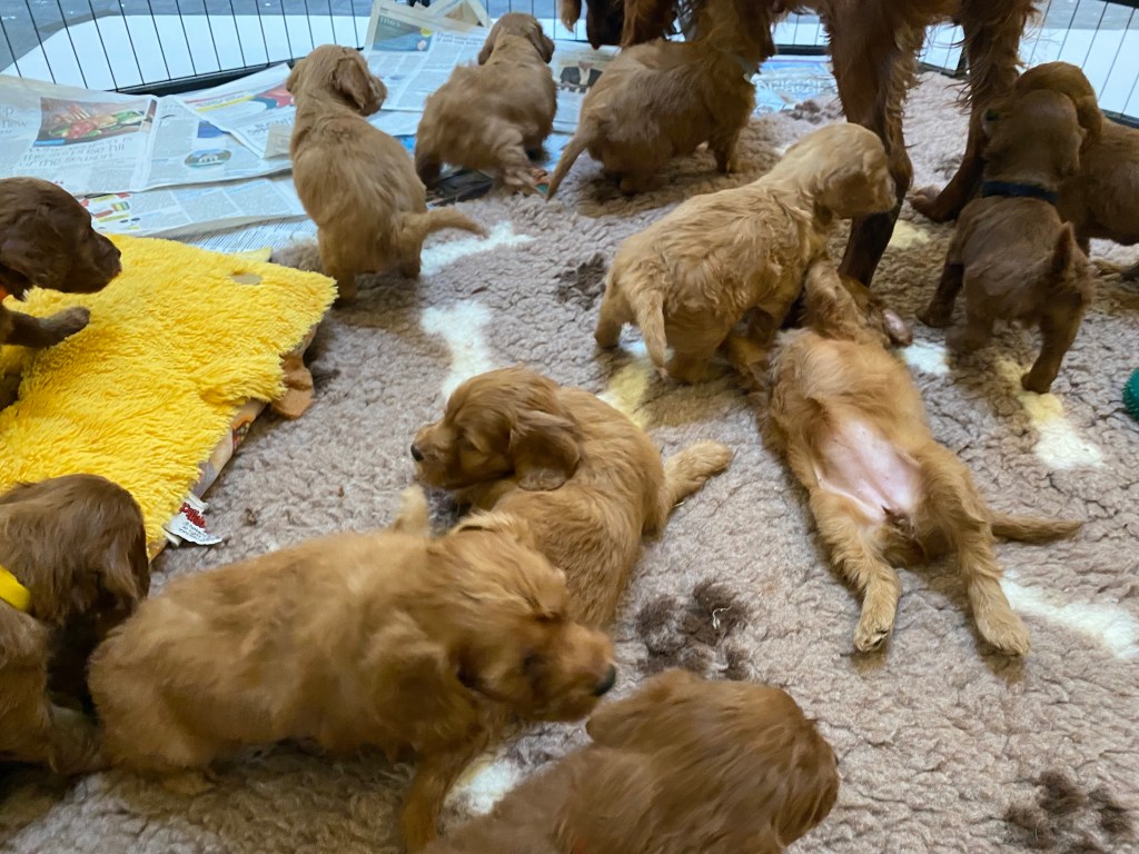Previous litters – Budleigh Doodles