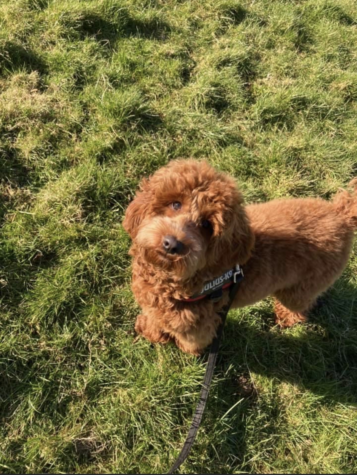 Puppies from our previous F1b miniature Irish Doodle litters – Budleigh ...