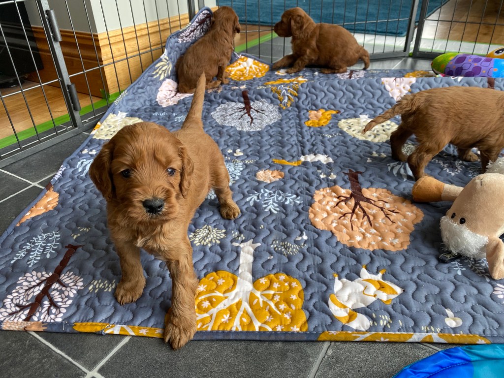 Previous litters – Budleigh Doodles