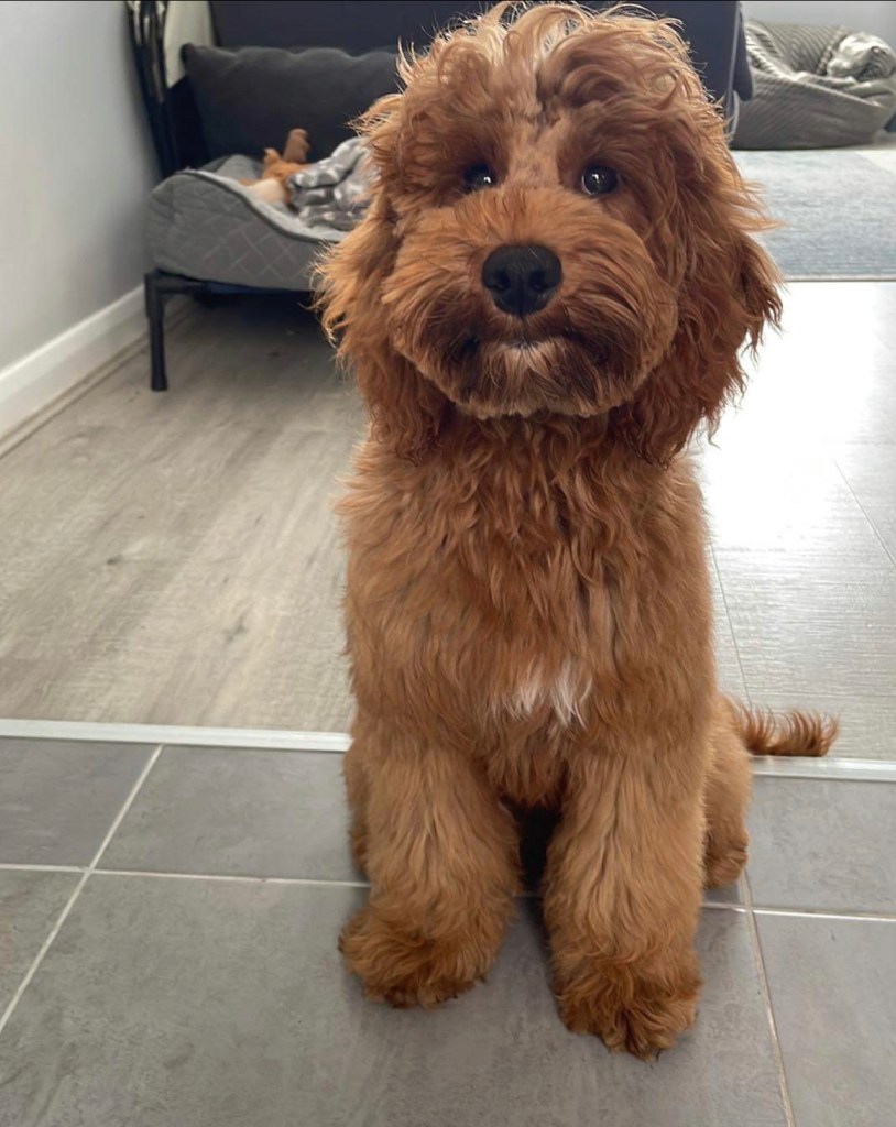 Puppies from our previous F1b miniature Irish Doodle litters – Budleigh ...