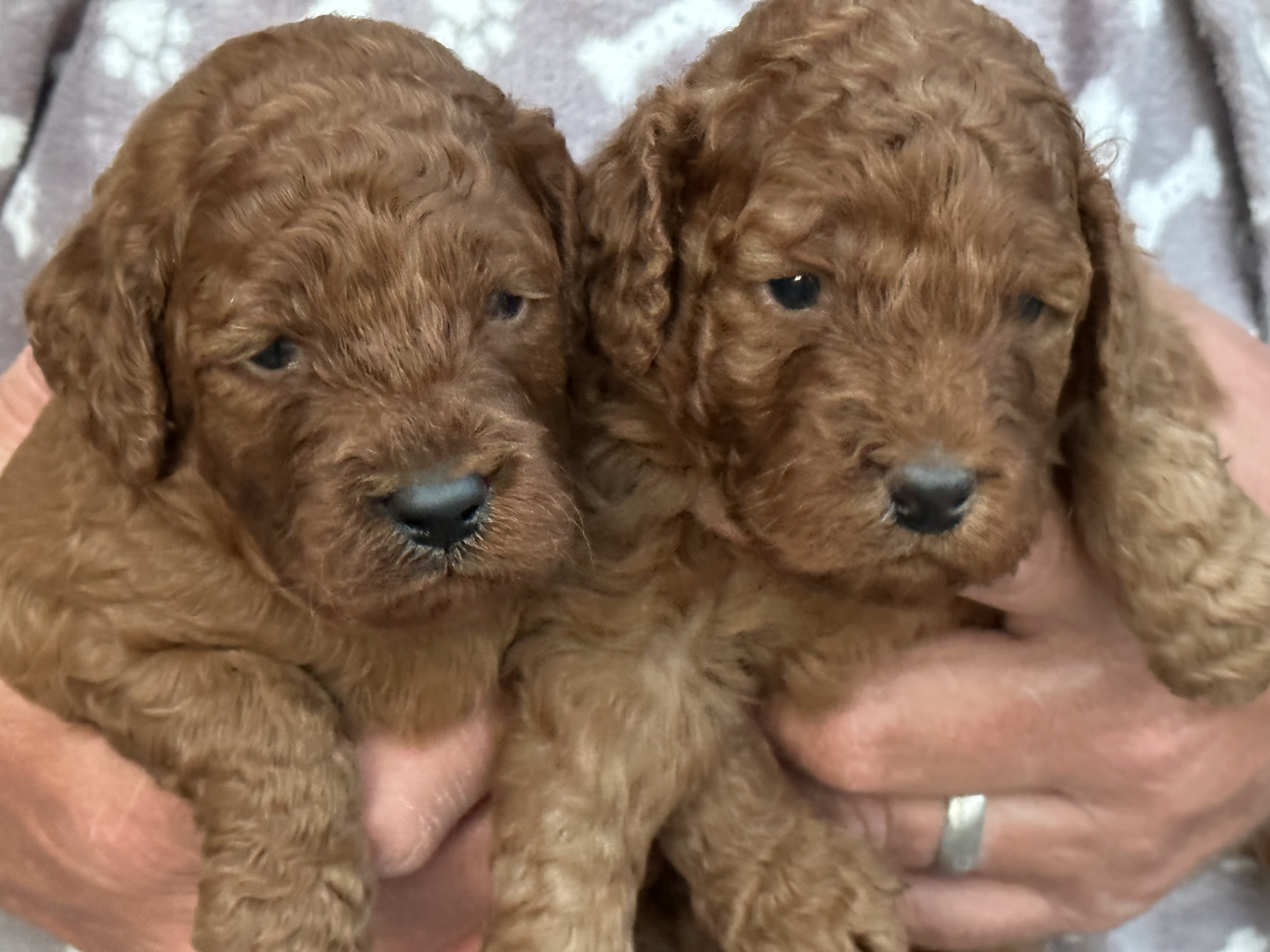 Puppies from our previous F1b miniature Irish Doodle litters – Budleigh ...