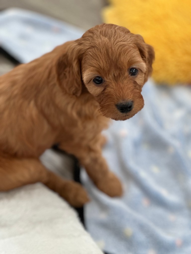 Puppies from our previous F1b miniature Irish Doodle litters – Budleigh ...