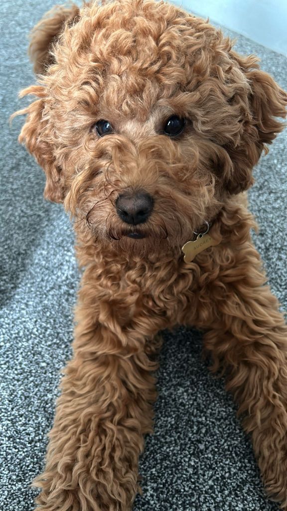 Puppies from our previous F1b miniature Irish Doodle litters – Budleigh ...